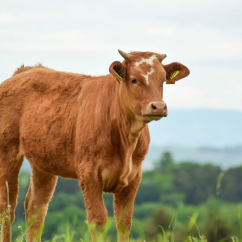 From Farm to Beauty: Unveiling the Origin of Tallow – Krowa Beauty